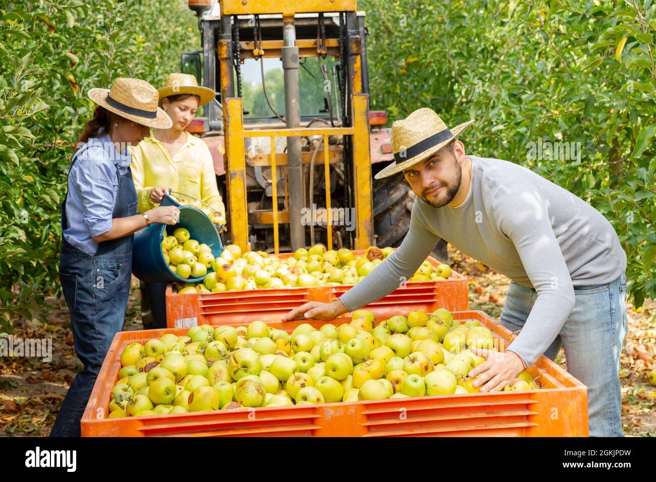 Farmers picking apples hi-res stock photography and images - Alamy