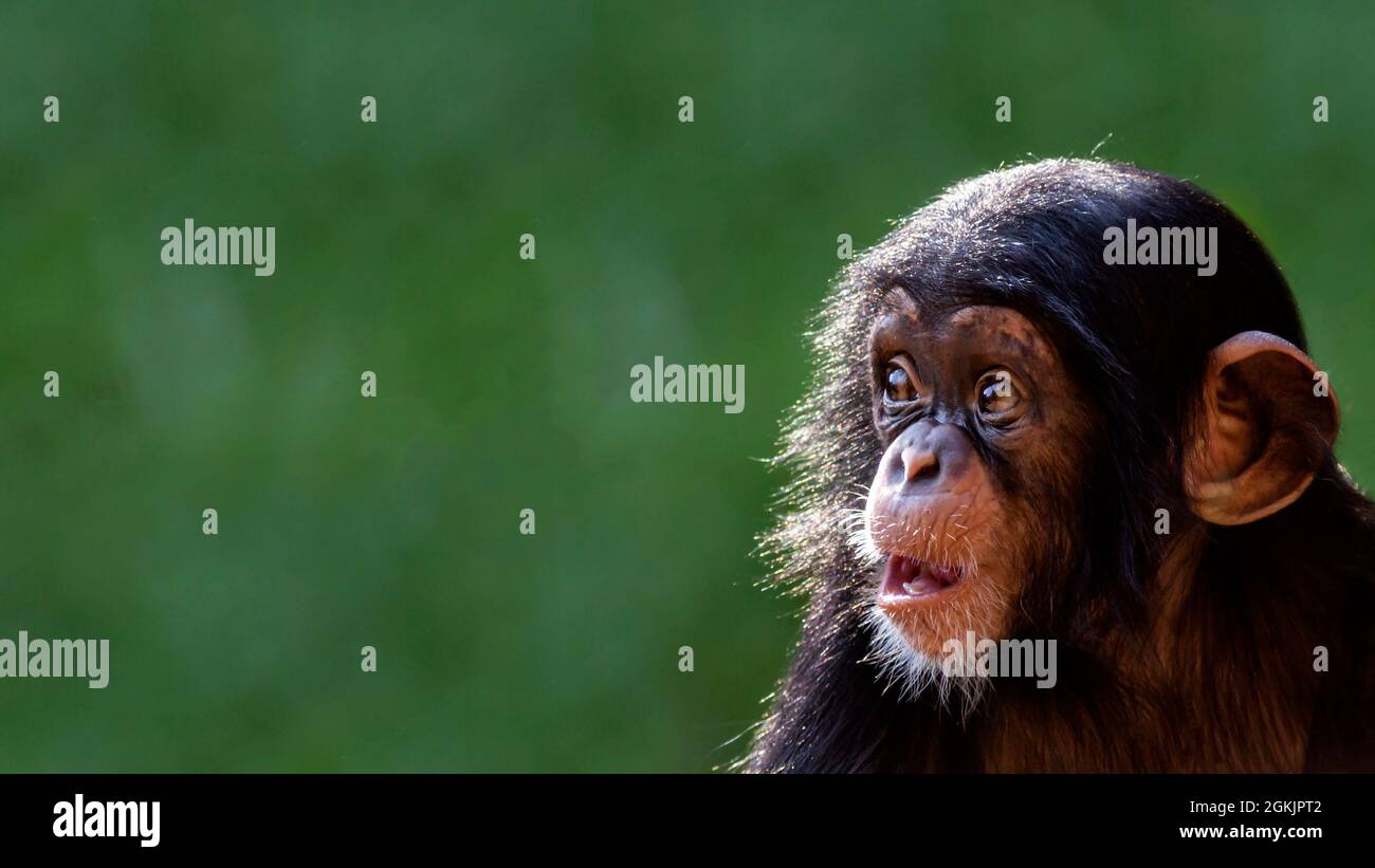 Child portrait face hi-res stock photography and images - Alamy