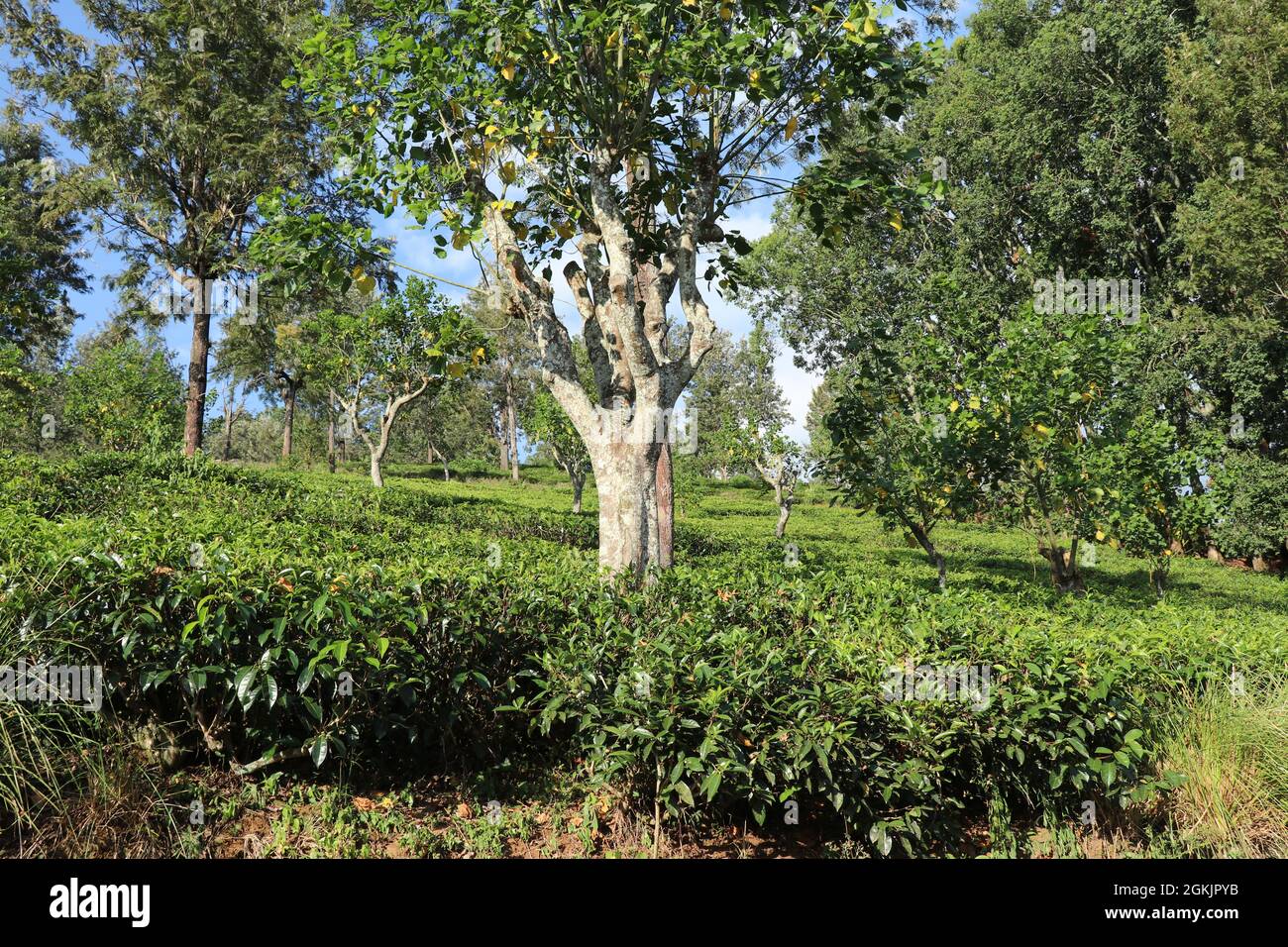 Blue valley tea estate hi-res stock photography and images - Alamy