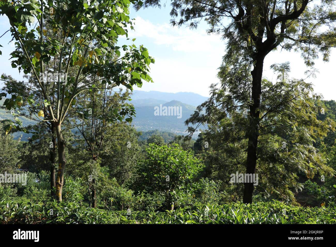 Landscape of a tea estate with shade trees, mountains, blue sky and ...