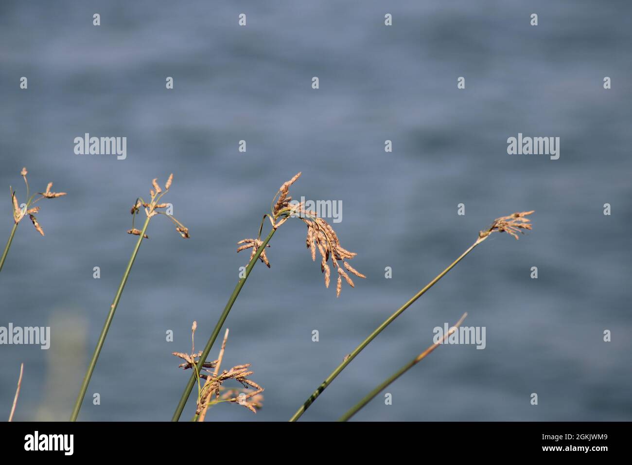 Plants flying in wind Stock Photo - Alamy