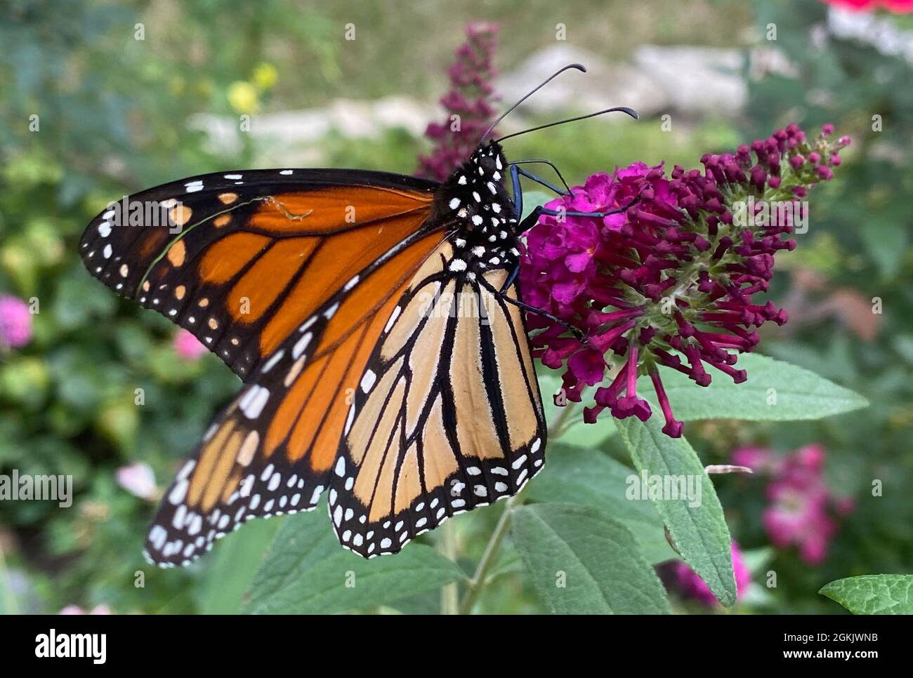 Racine, Wisconsin, USA. 14th Sep, 2021. A migrating monarch butterfly ...