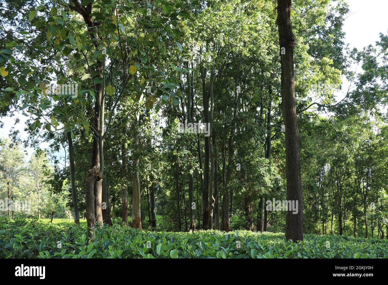 Shade trees in tea plantation hi-res stock photography and images - Alamy