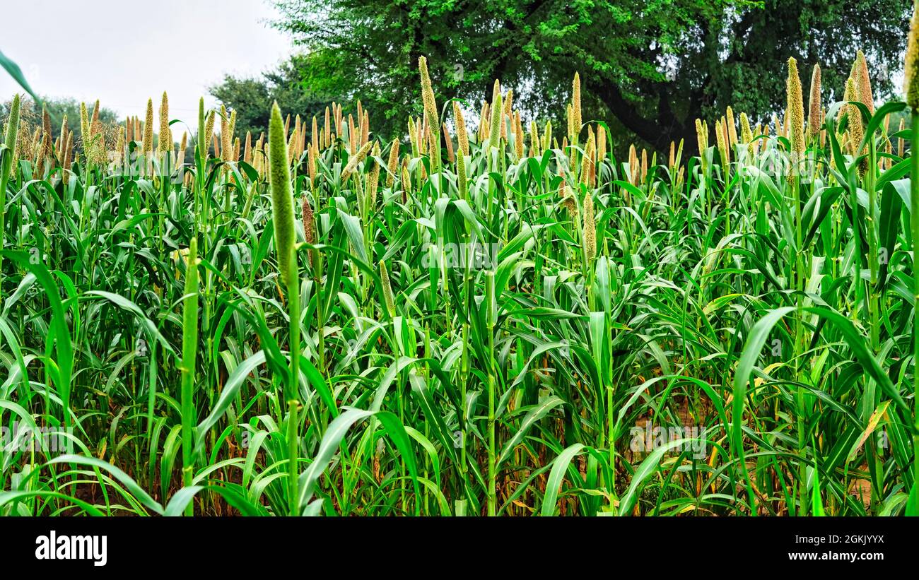 Bajra millet pennisetum glaucum field hi-res stock photography and images - Alamy