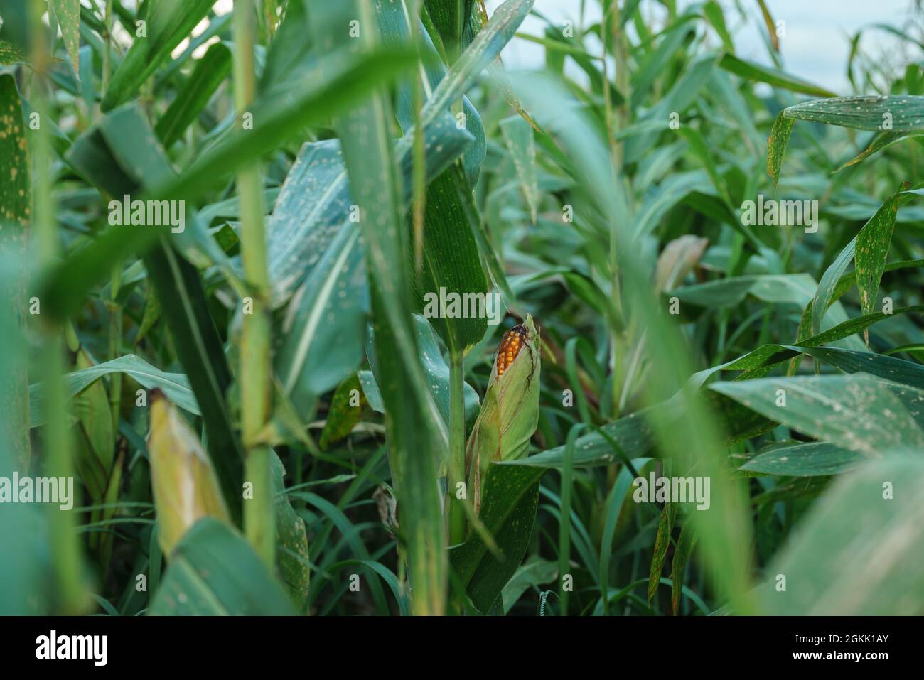 Fully grown corn ready to be harvested Stock Photo - Alamy