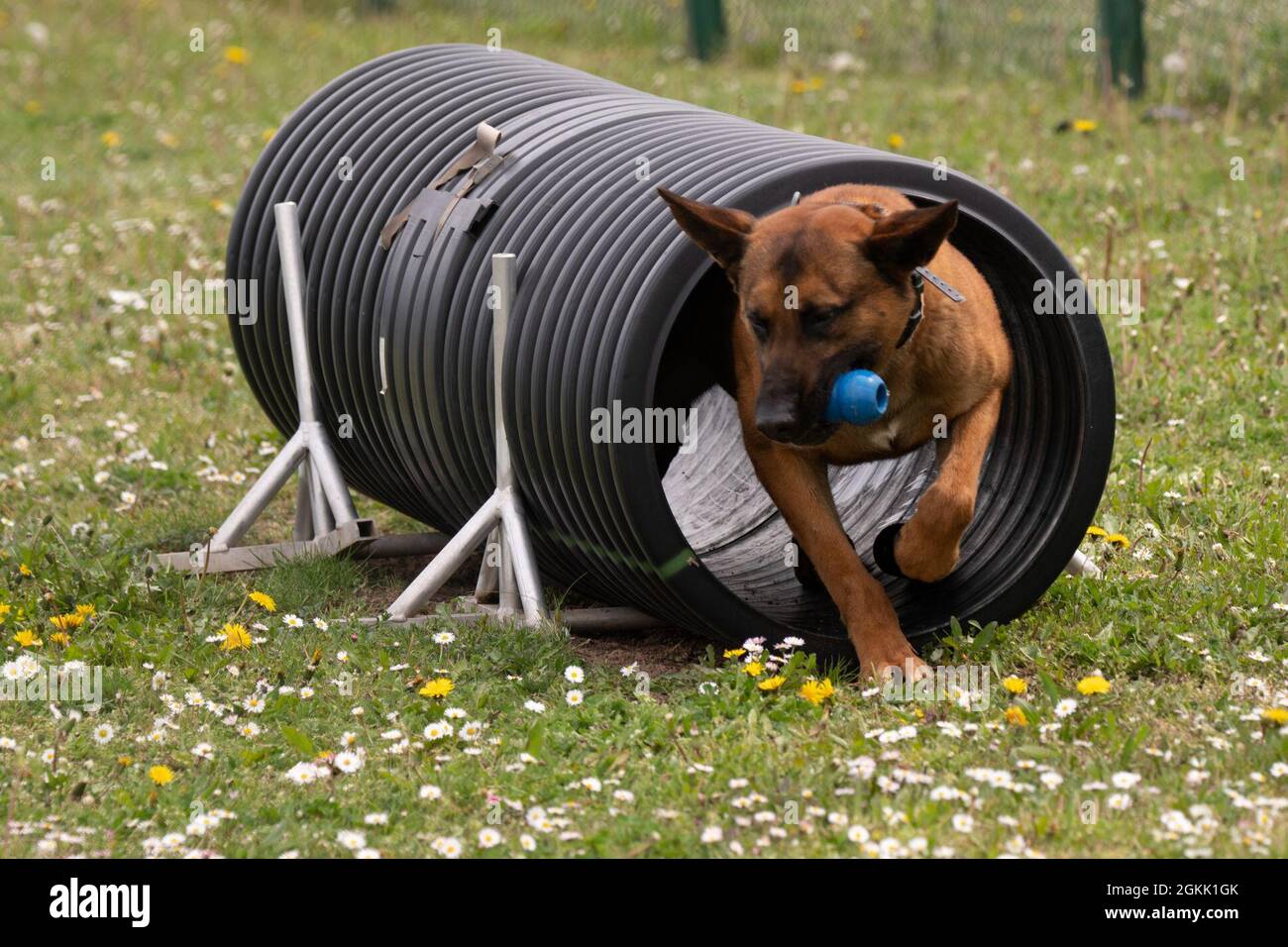 U.S. Soldiers with 100th , 131st and 525th combined military working ...