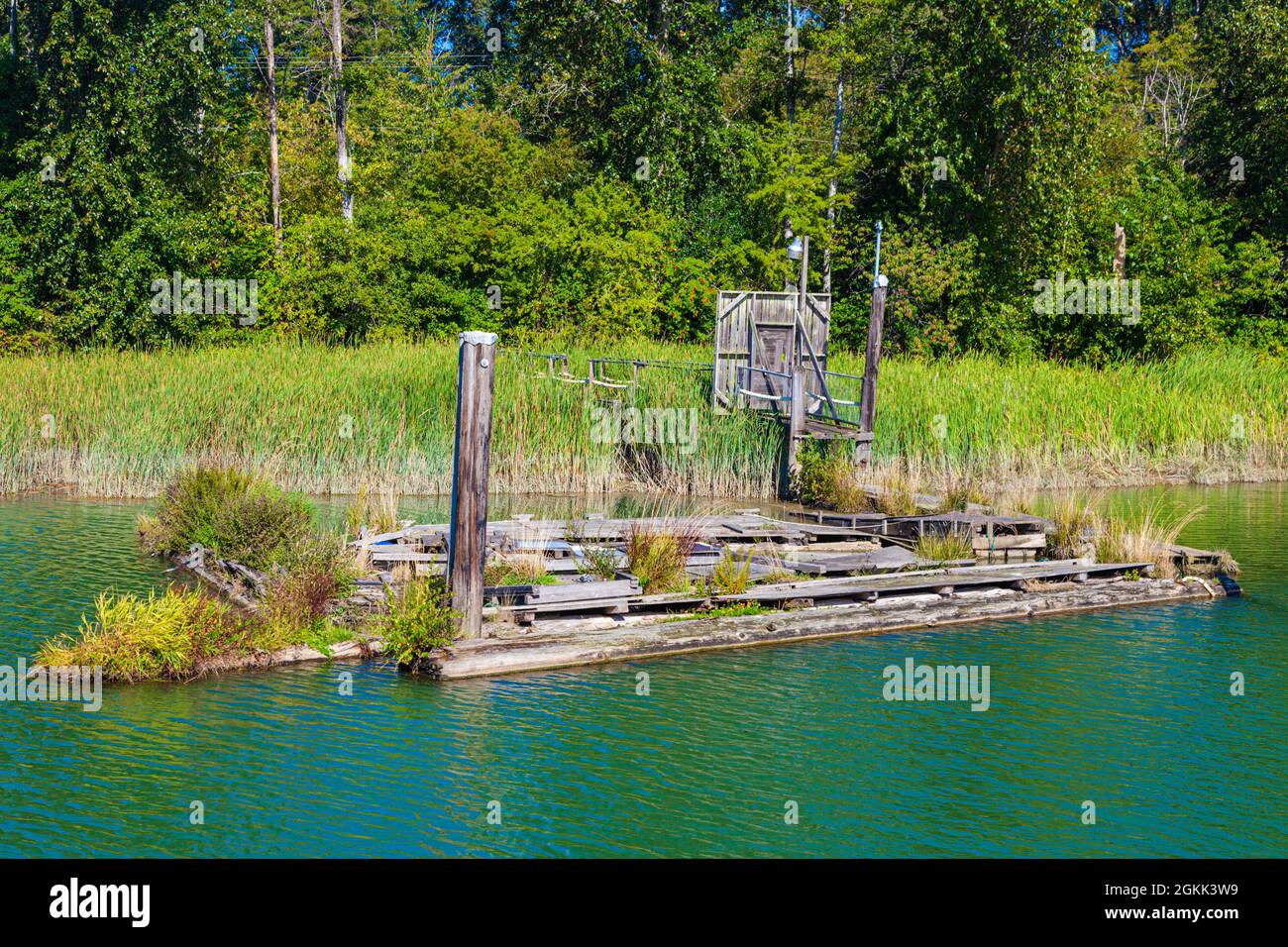 Forgotten and abandoned boat dock in a channel of the Fraser River ...
