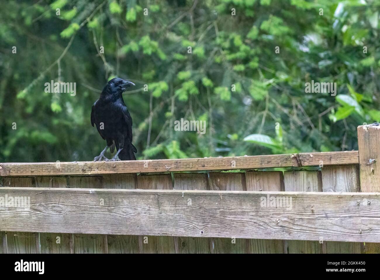 Shiny black alert crow standing on fence looking around Stock Photo - Alamy