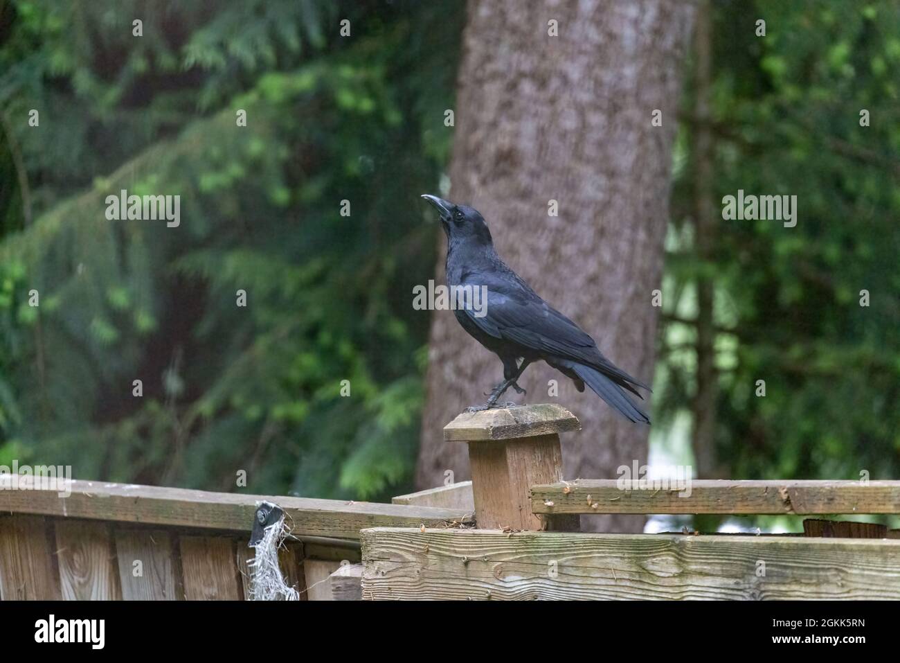shiny black crow standing on one leg looking up from fence post Stock Photo - Alamy