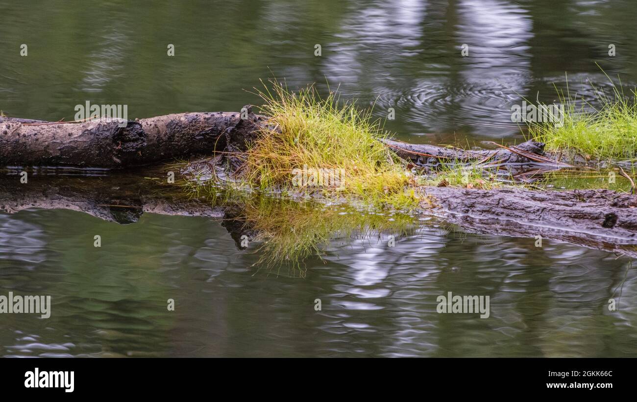 Grass growing on a fallen tree in a pond Stock Photo - Alamy
