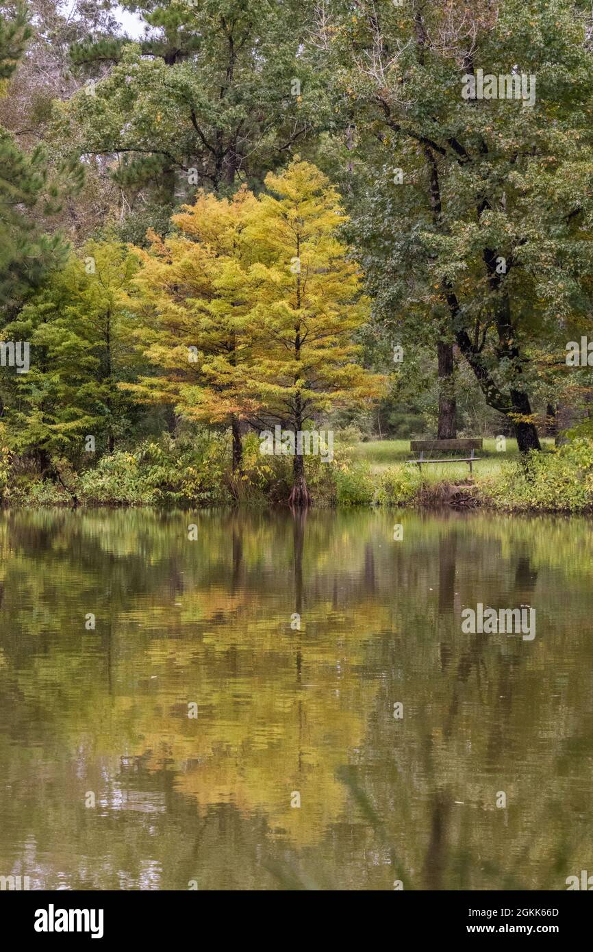 Cypress trees reflected on the surface of a pond Stock Photo - Alamy