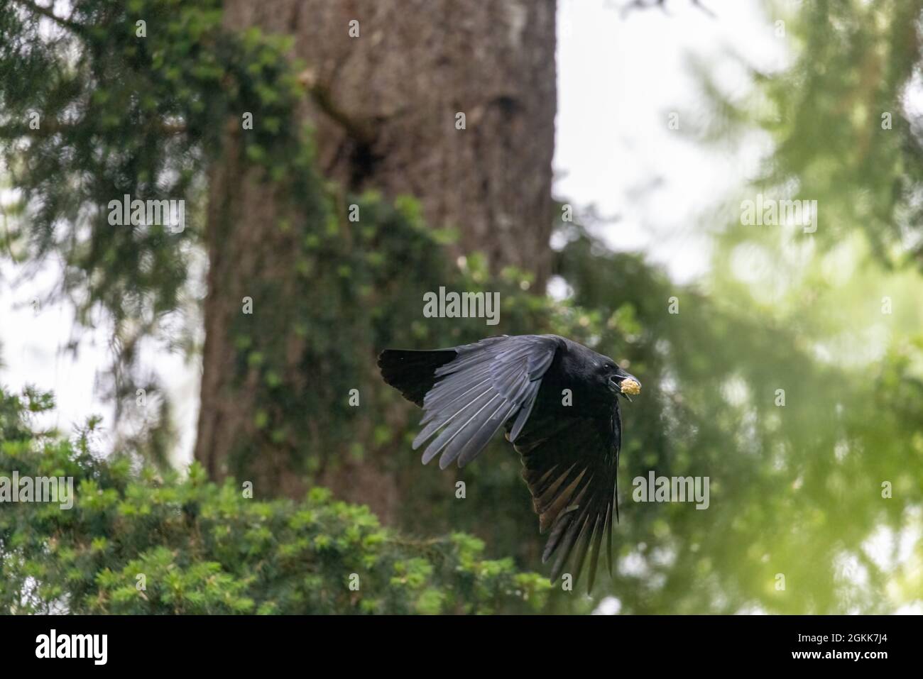 Large black crow flying through dense trees with food in it's mouth ...