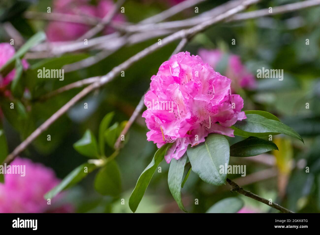 Springtime rhododendron bloom on scenic hi-res stock photography and ...