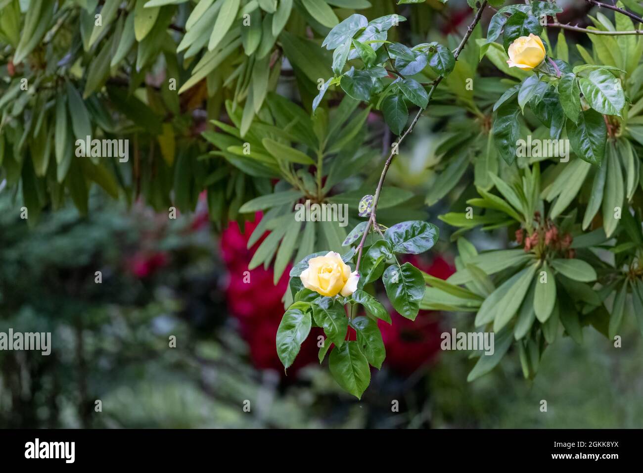 yellow climbing rose with small flowers growing wild in tree in ...