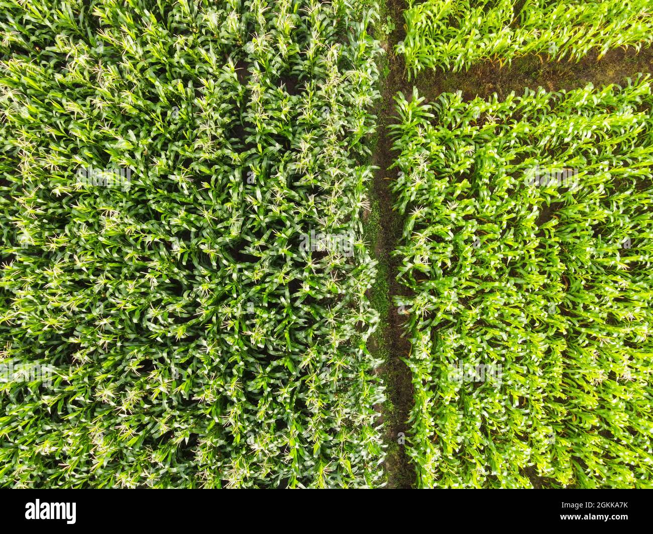Aerial view field nature agricultural farm background, top view corn ...