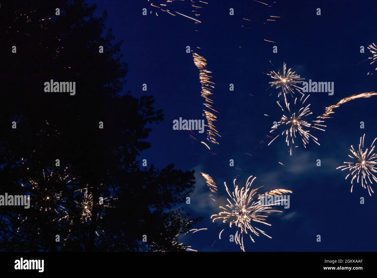 fireworks exploding near pine tree in washington state Stock Photo - Alamy