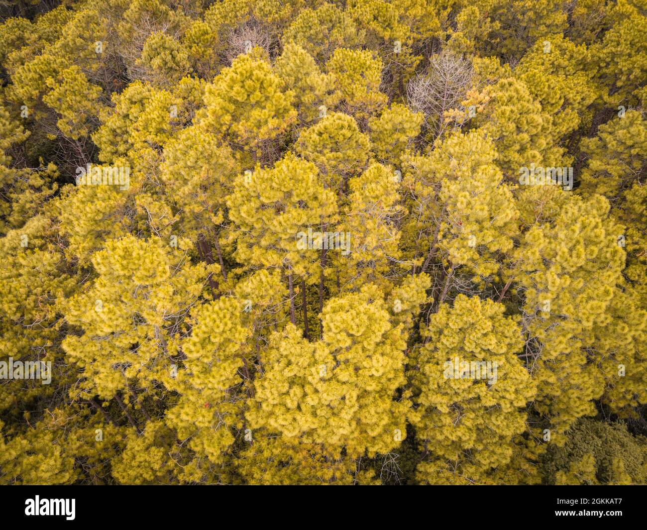 Aerial view forest tree environment forest nature background, Texture ...