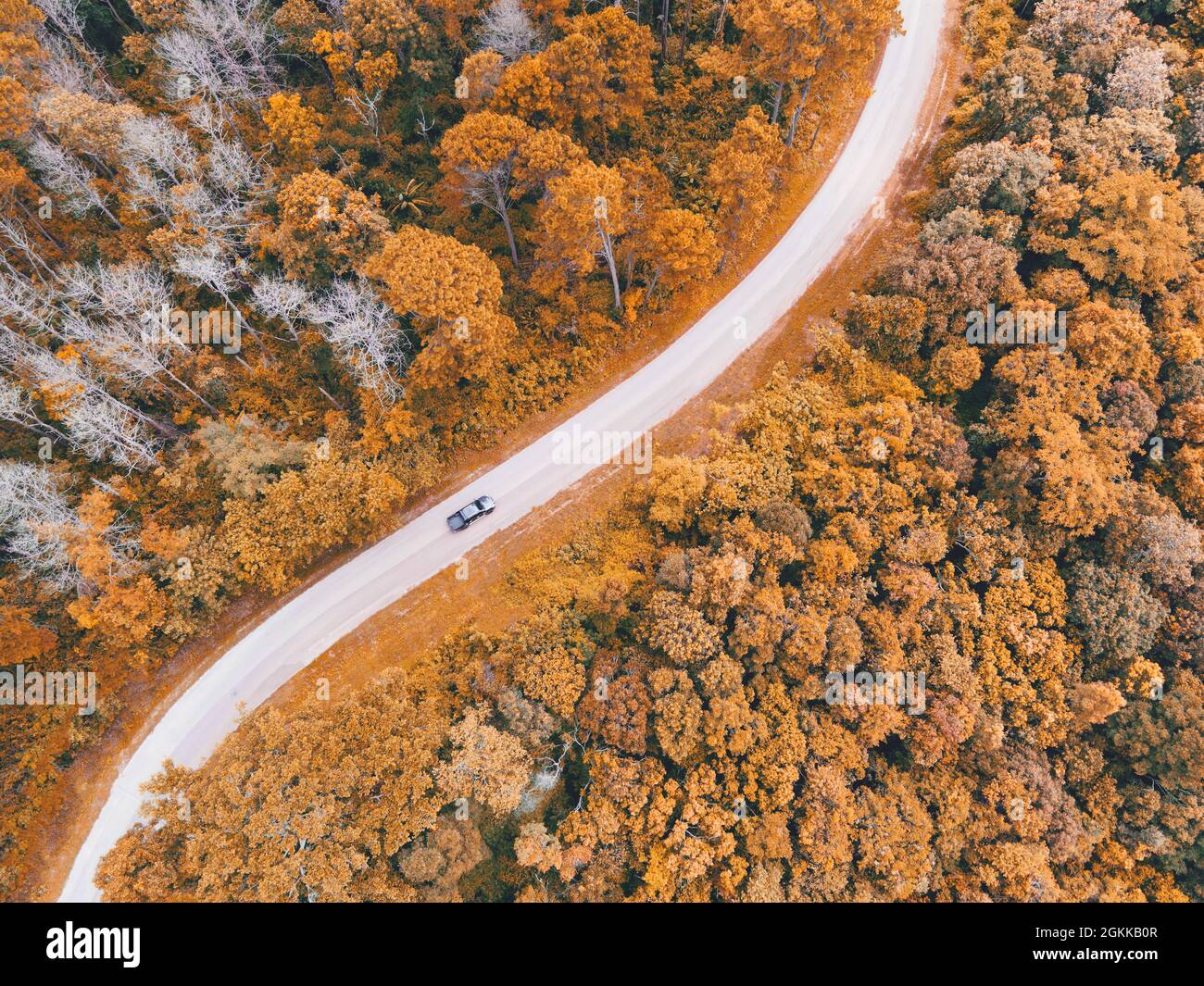 Aerial view car on road forest tree environment forest nature ...