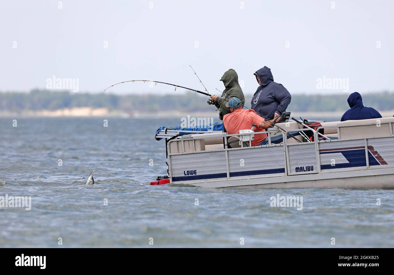Walley fish hi-res stock photography and images - Alamy