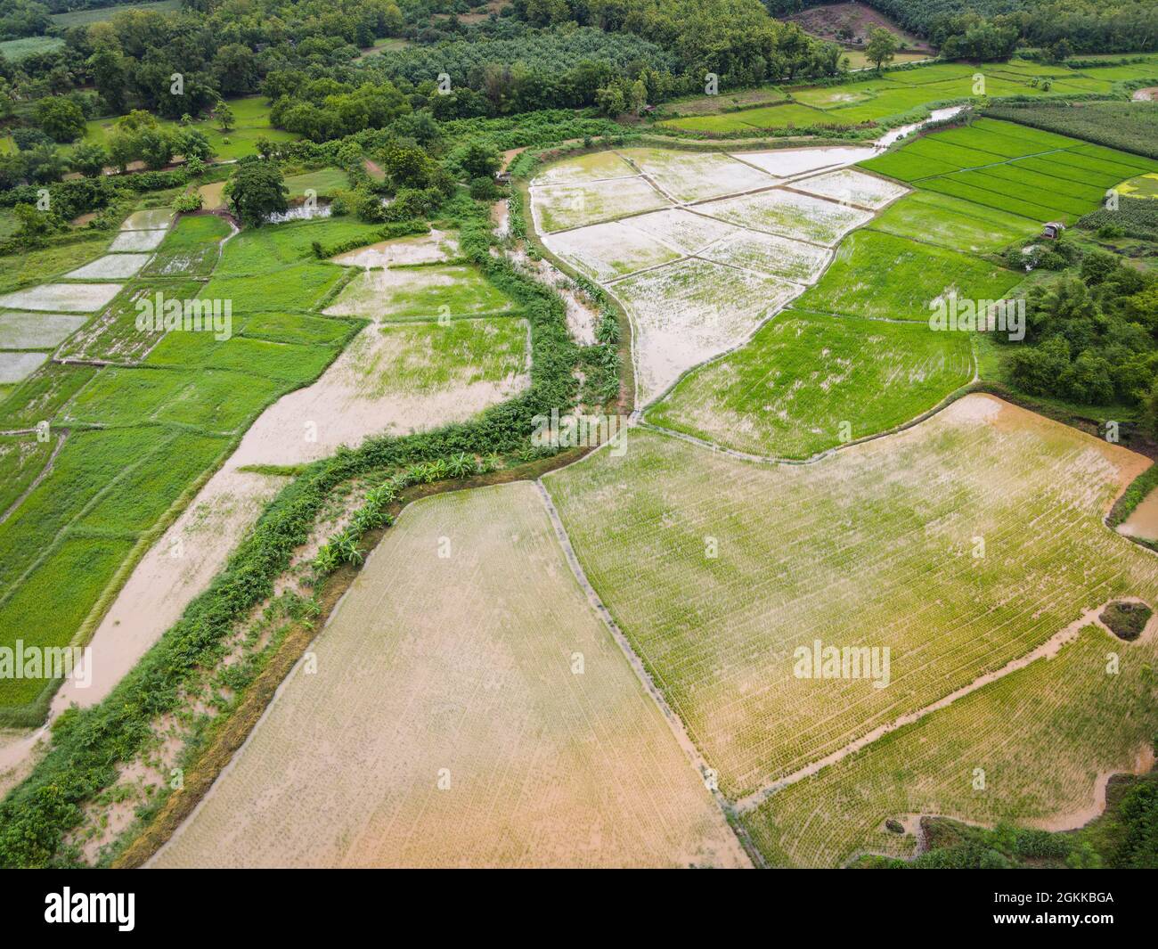 Aerial view of the green rice fields nature agricultural farm ...
