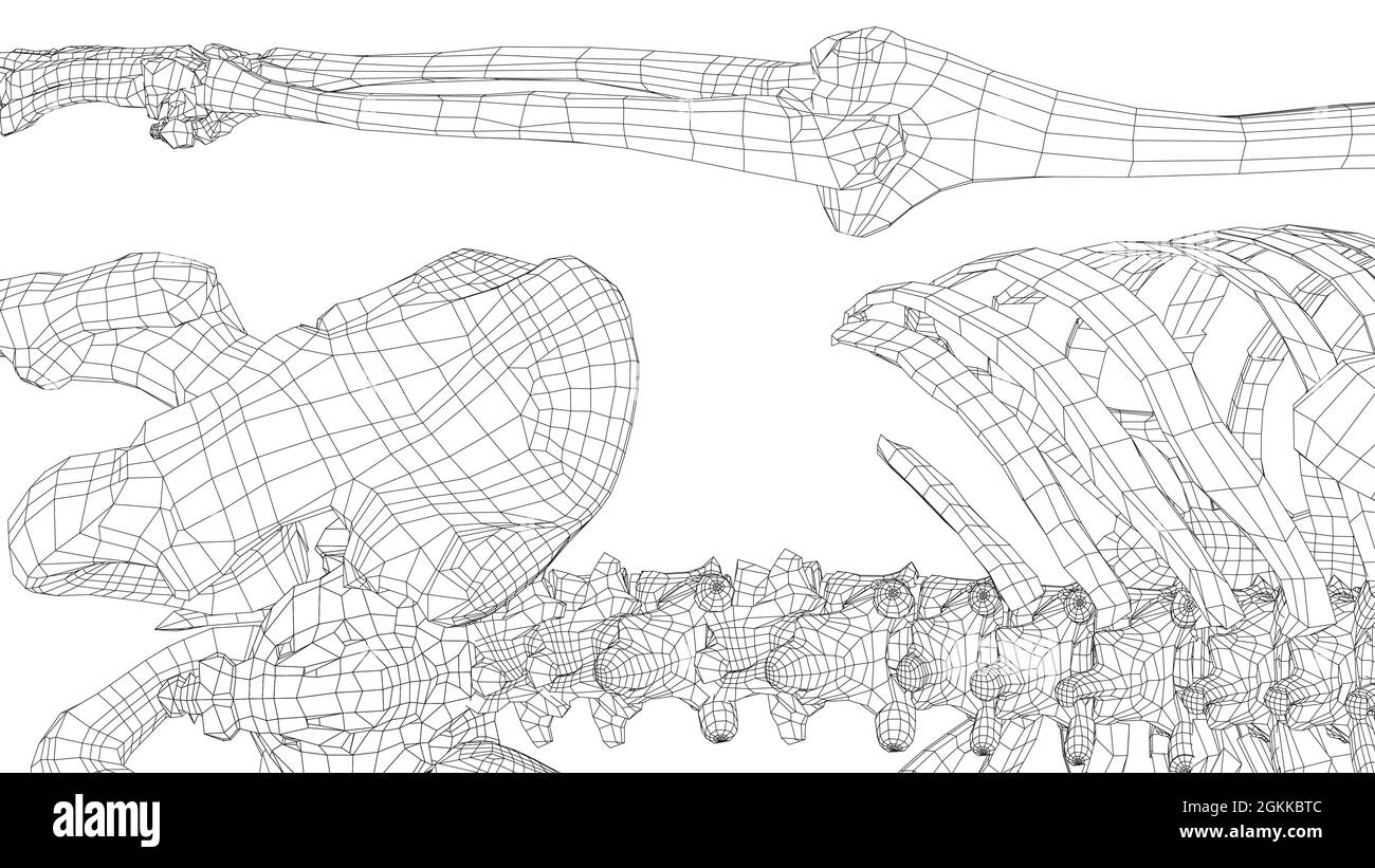 Human skeleton. Vector Stock Vector Image & Art - Alamy