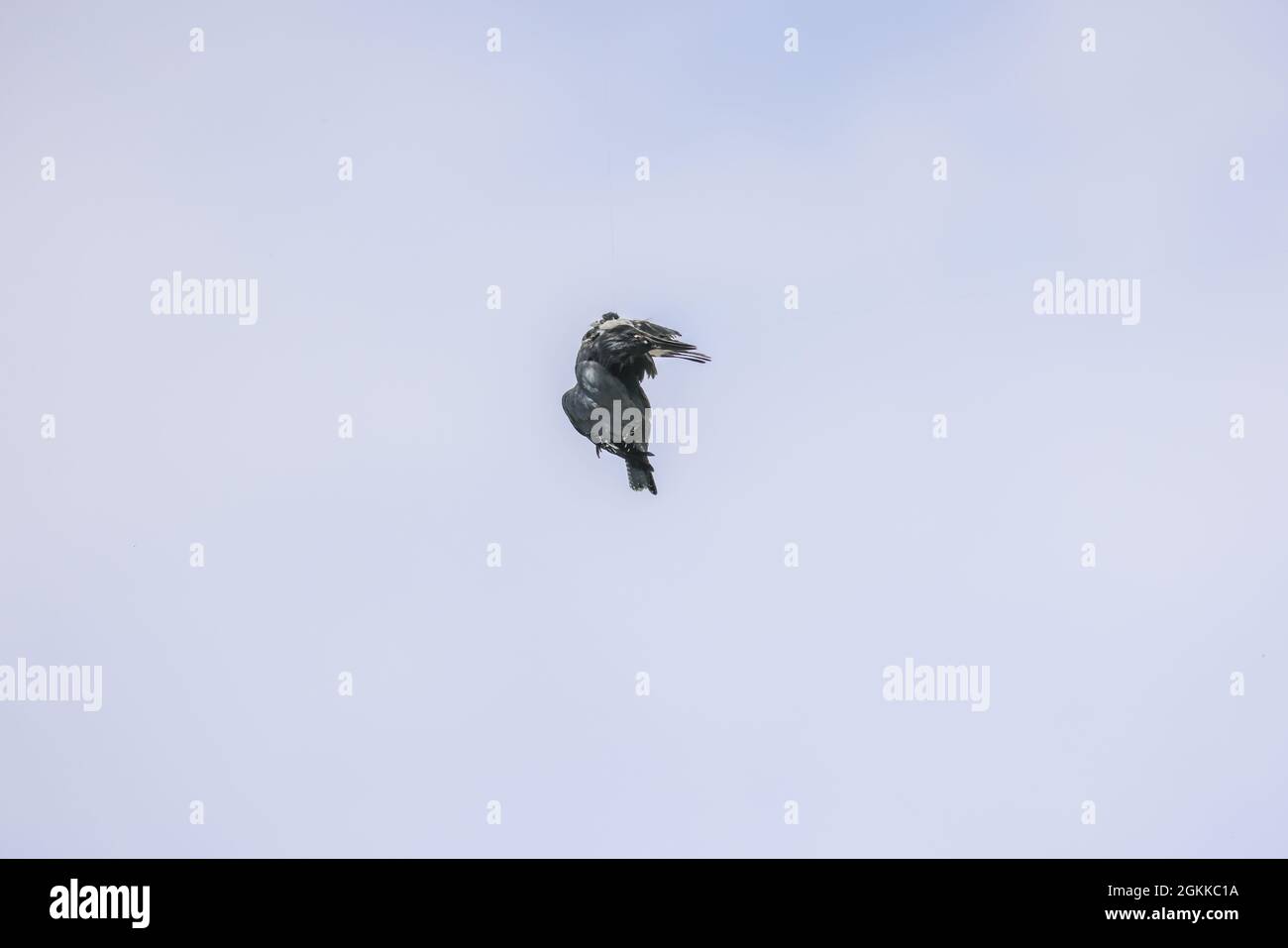 Fish hanging from a tree hi-res stock photography and images - Alamy