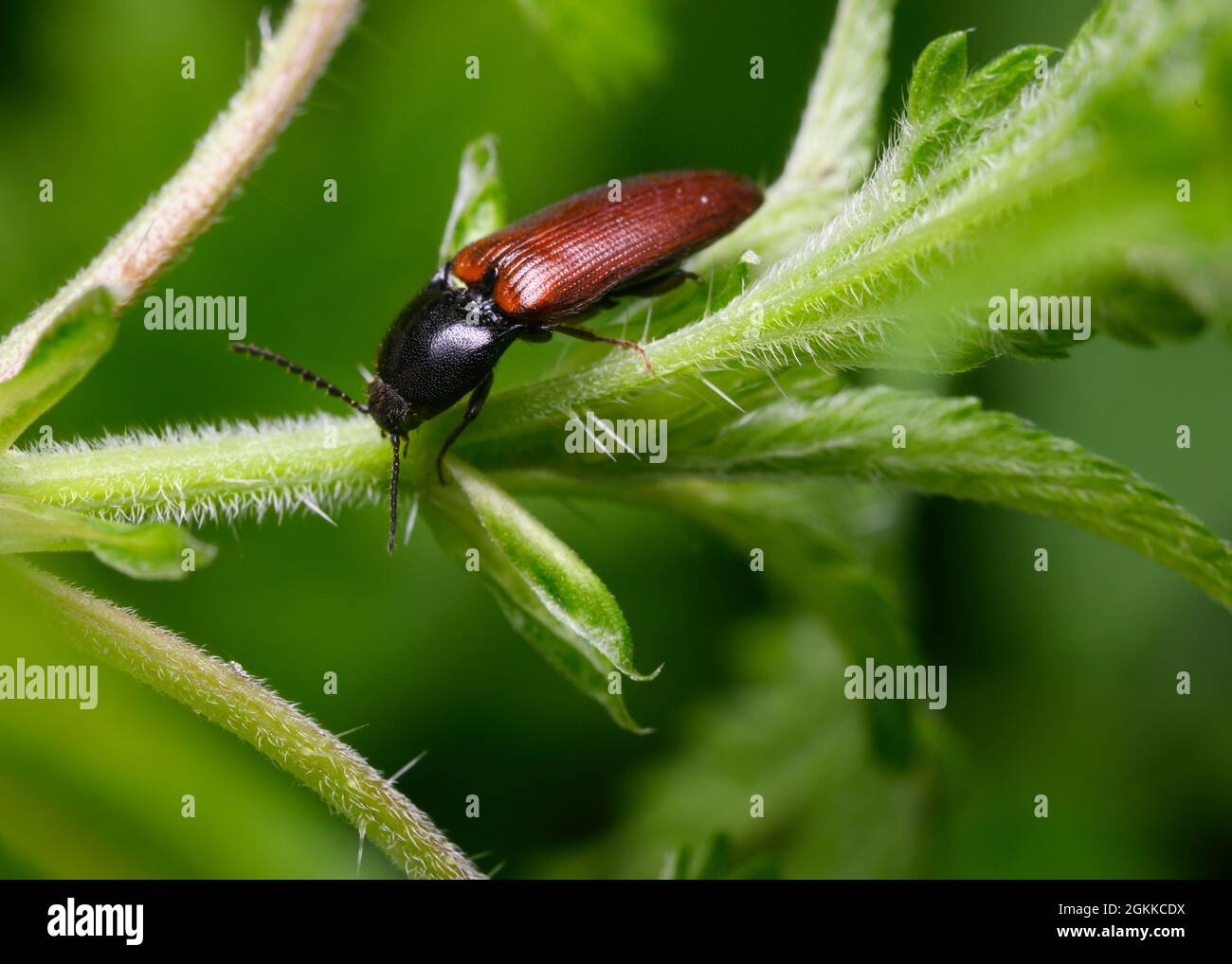 Close-up view of a black-brown beetle on a shrub branch Stock Photo - Alamy