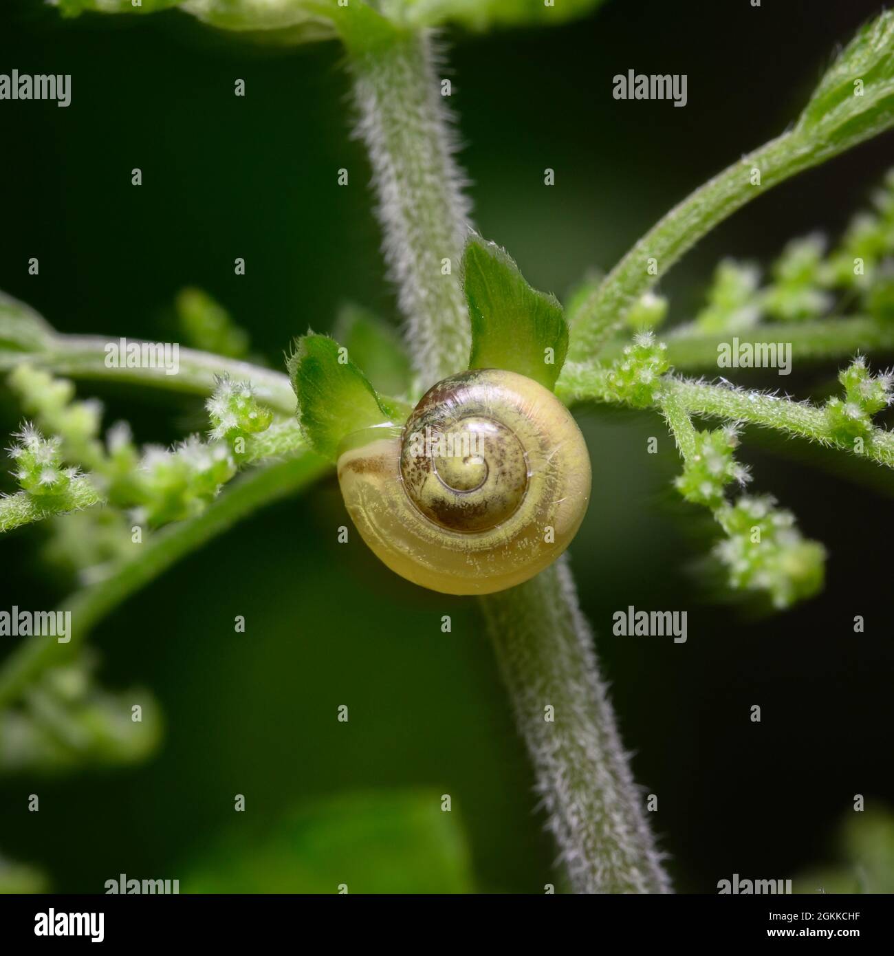 Close-up view of the spiral of a snail shell at the intersection of ...