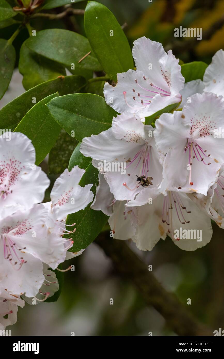 small bee sitting in a pink bunch of rhododendron flowers Stock Photo ...