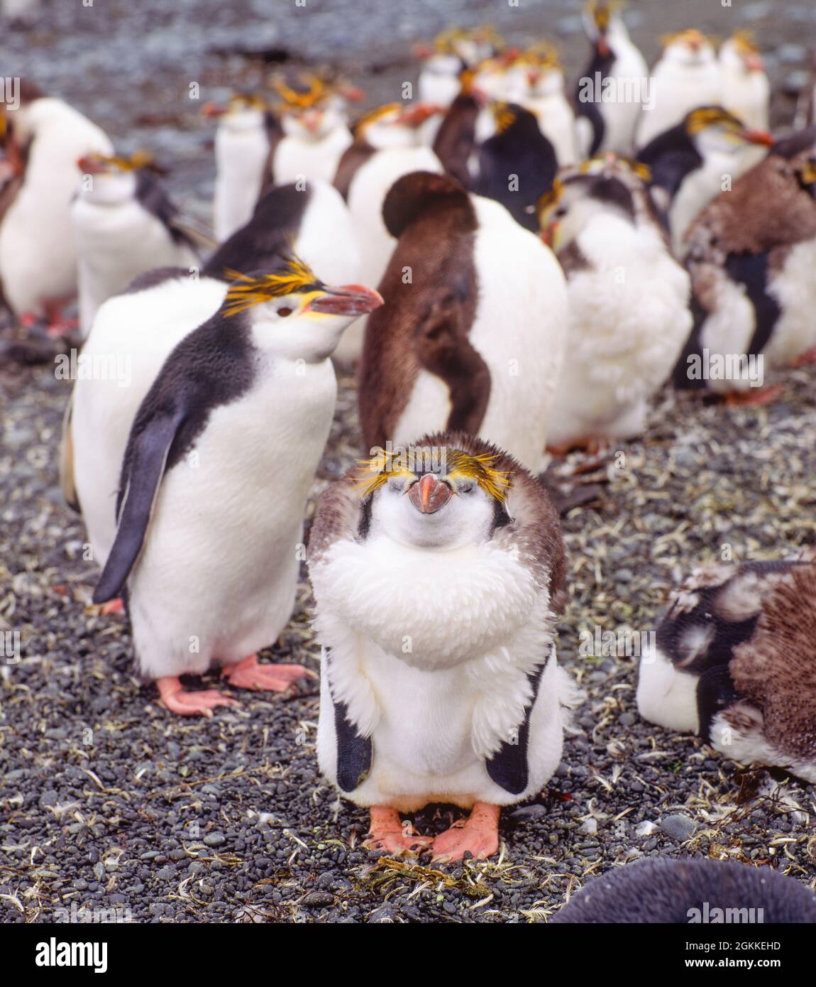young royal penguins dropping their feathers Macquarie island Australia ...