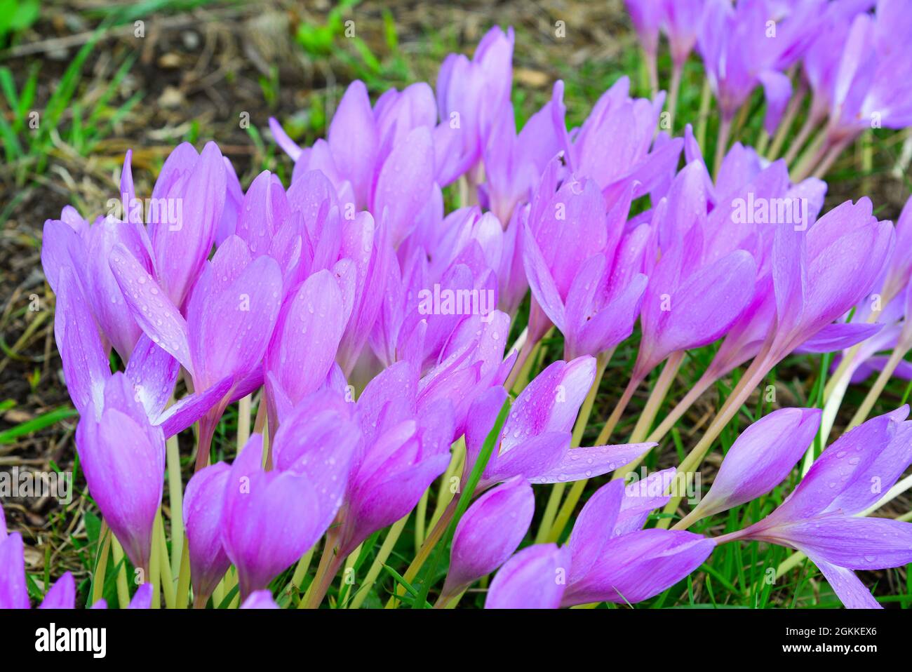 Purple wild flowers blooming at the summer in Hokkaido, Japan Stock ...
