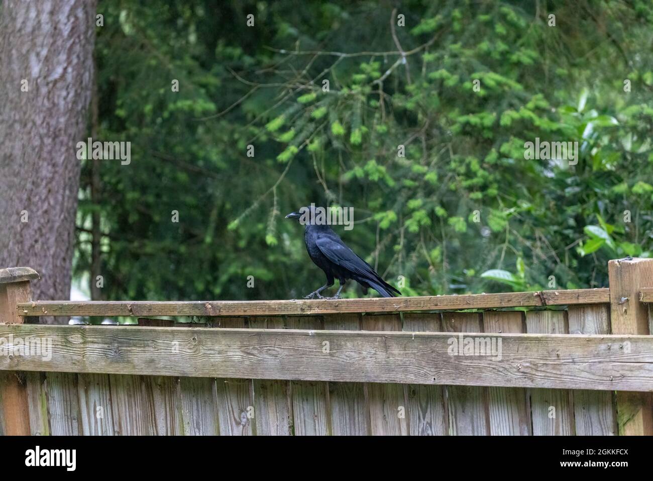 Crow in a pine tree hi-res stock photography and images - Alamy