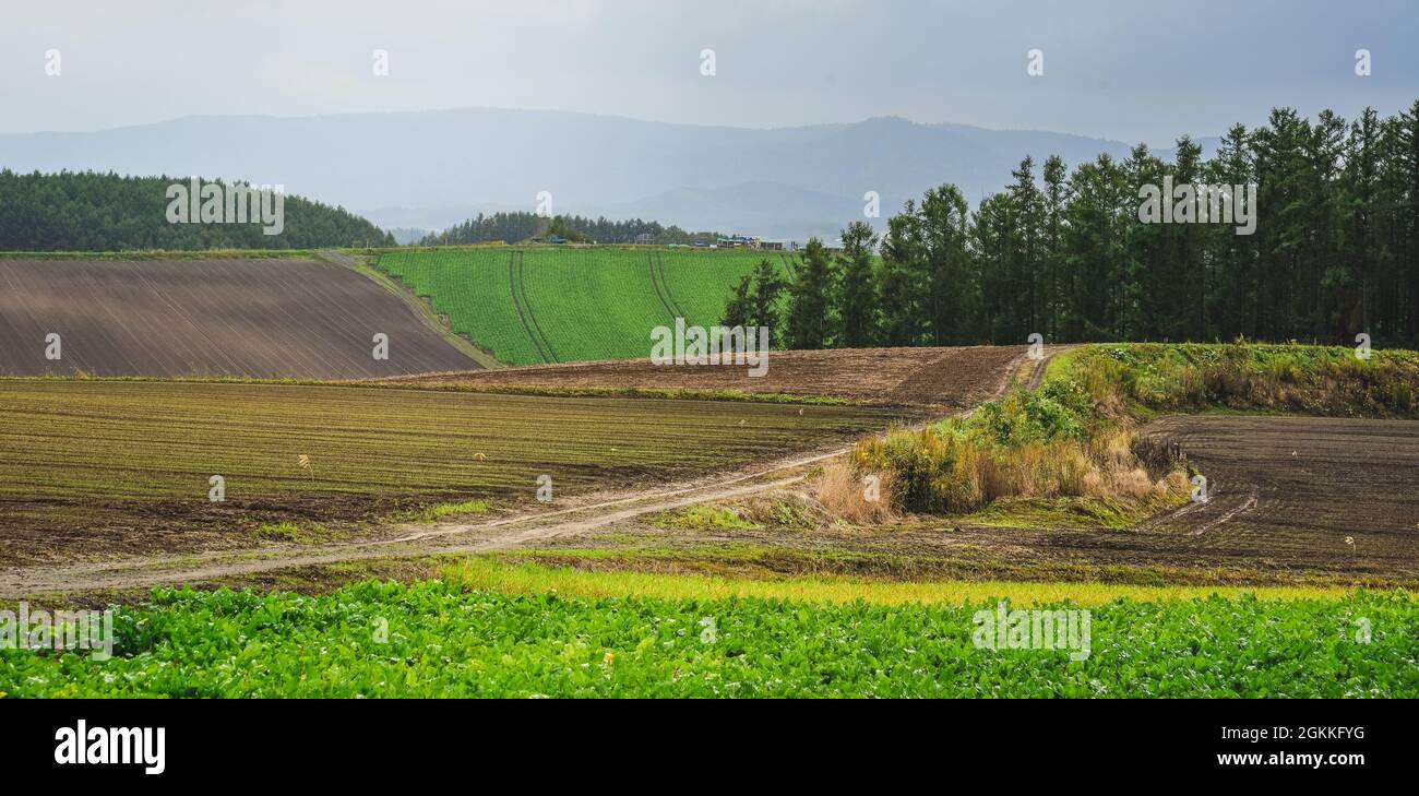 Beautiful rural scenery of Furano, Japan. Furano known for the pleasant ...