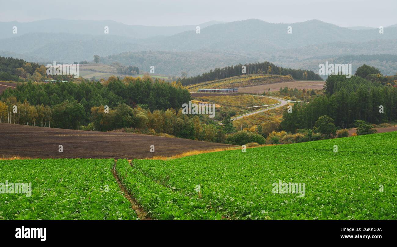 Beautiful rural scenery of Furano, Japan. Furano known for the pleasant ...