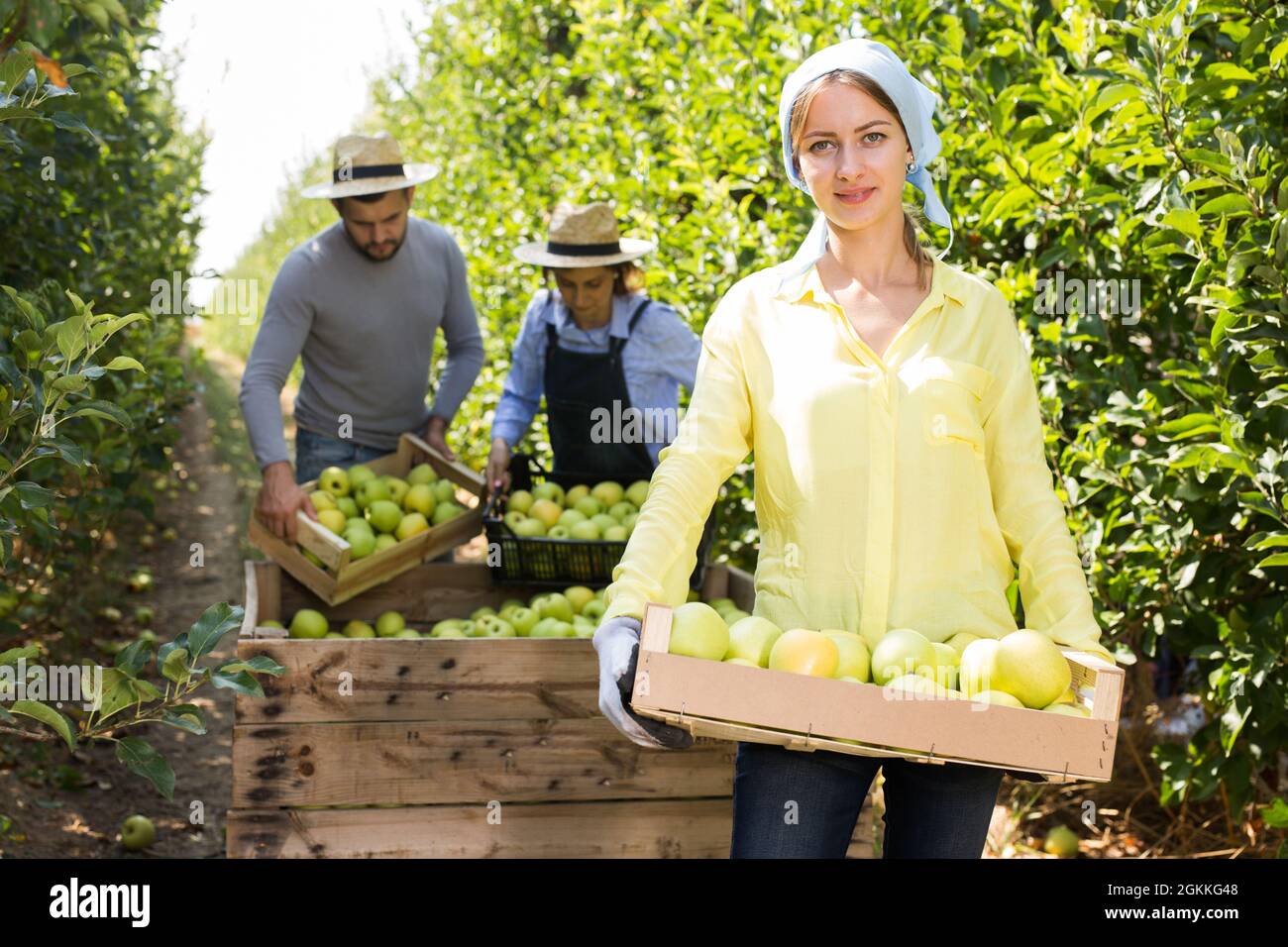 Family harvest ripe apples hi-res stock photography and images - Alamy