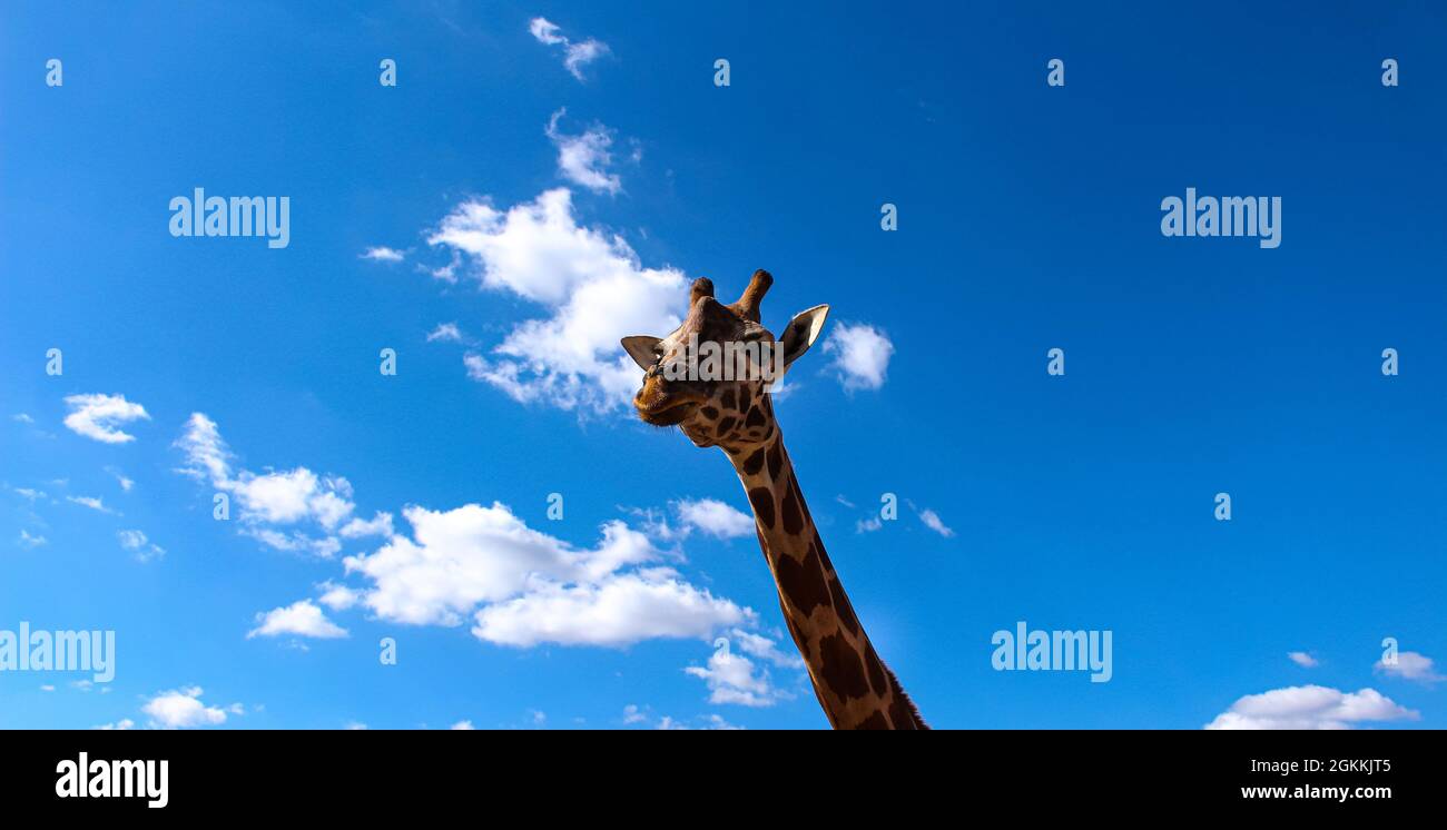 Grumpy giraffe hi-res stock photography and images - Alamy