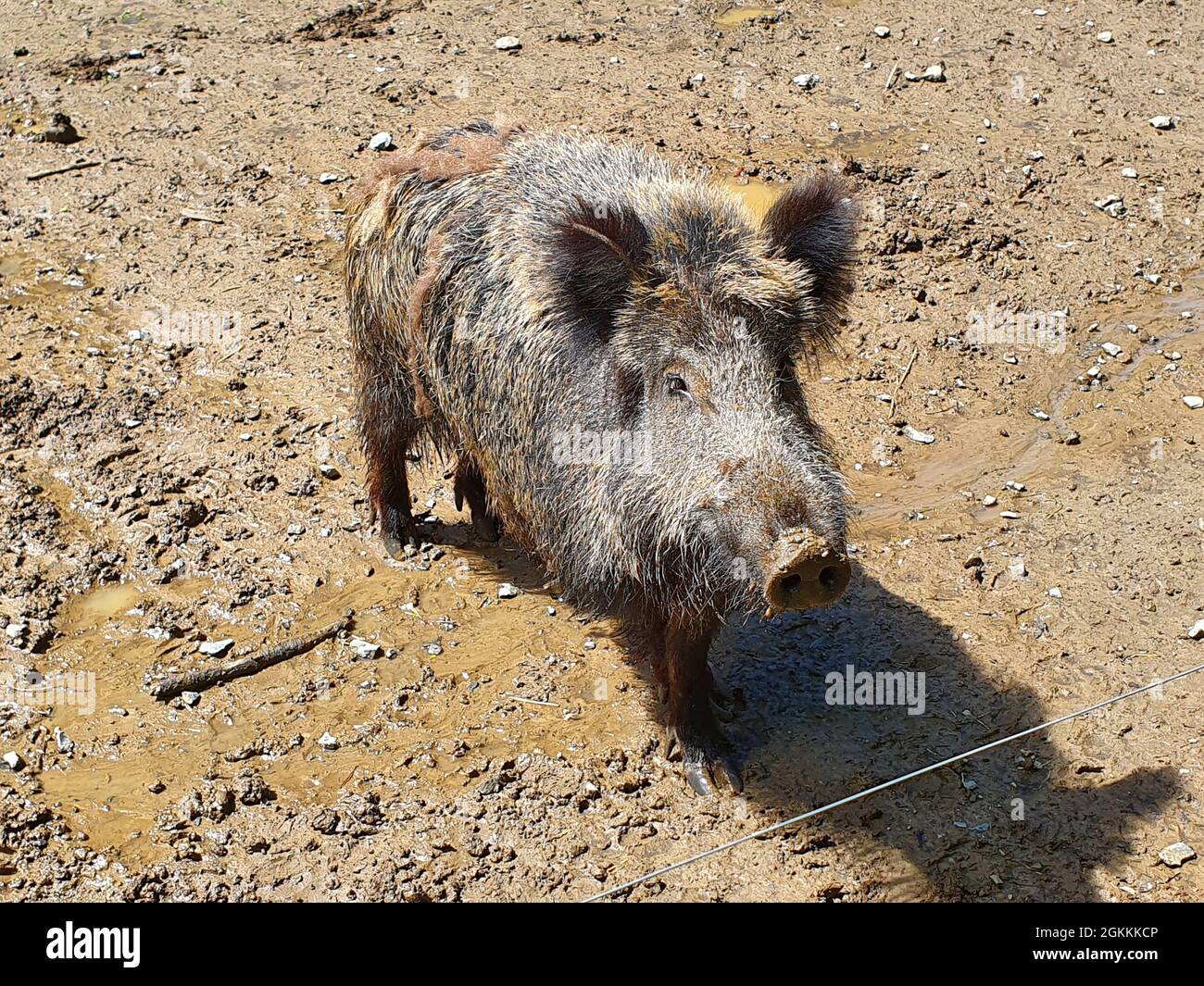 High angle shot of wild boar on a muddy surface Stock Photo - Alamy