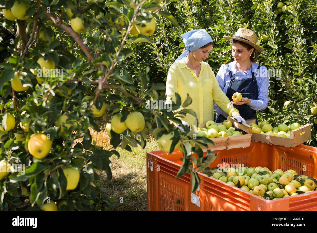 Apple pickers work in the autumn garden Stock Photo - Alamy