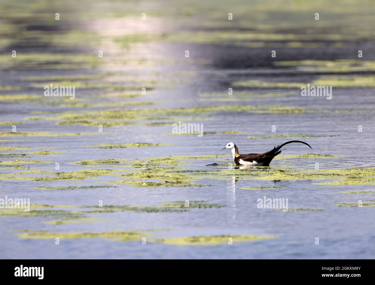 Pheasant-tailed jacana (Hydrophasianus chirurgus) in Japan Stock Photo ...