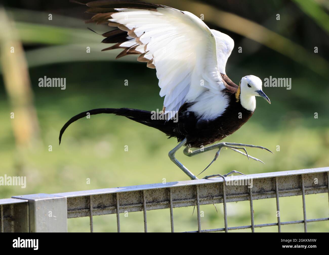Pheasant-tailed jacana (Hydrophasianus chirurgus) in Japan Stock Photo ...