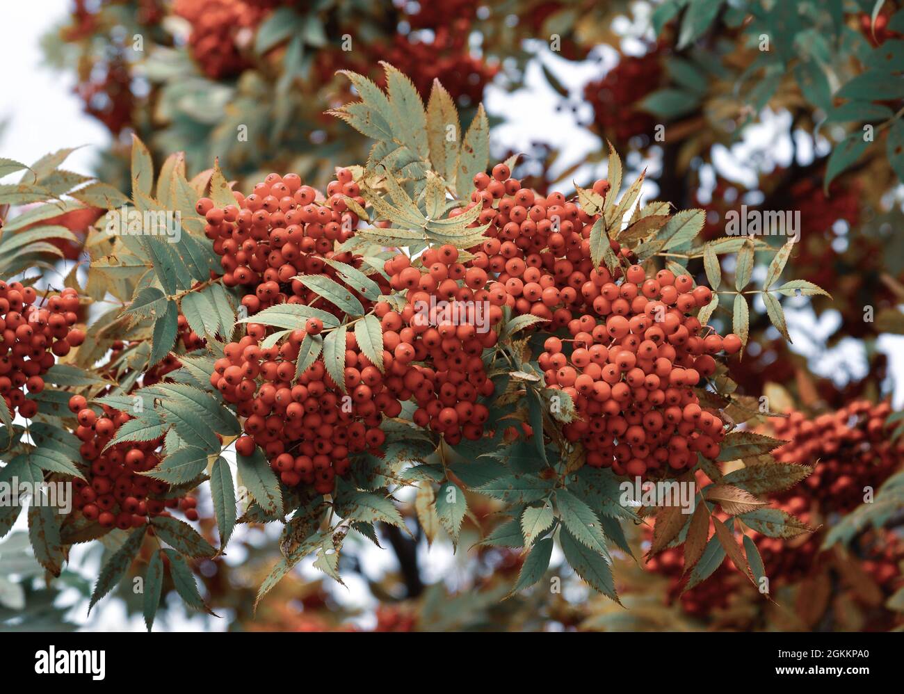 Red berry fruits on the tree at countryside in Hokkaido, Japan Stock ...