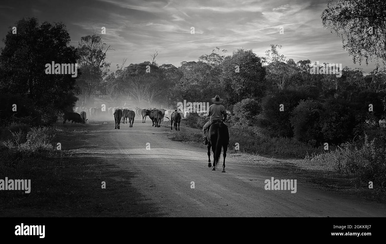 Droving australian cattle hi-res stock photography and images - Alamy