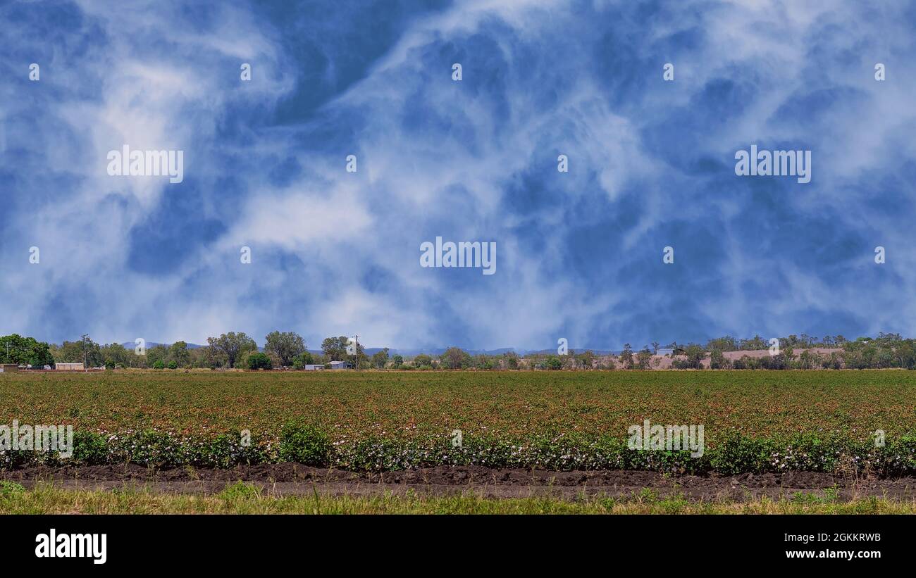 An agricultural crop of cotton with small shrubs just beginning to ...