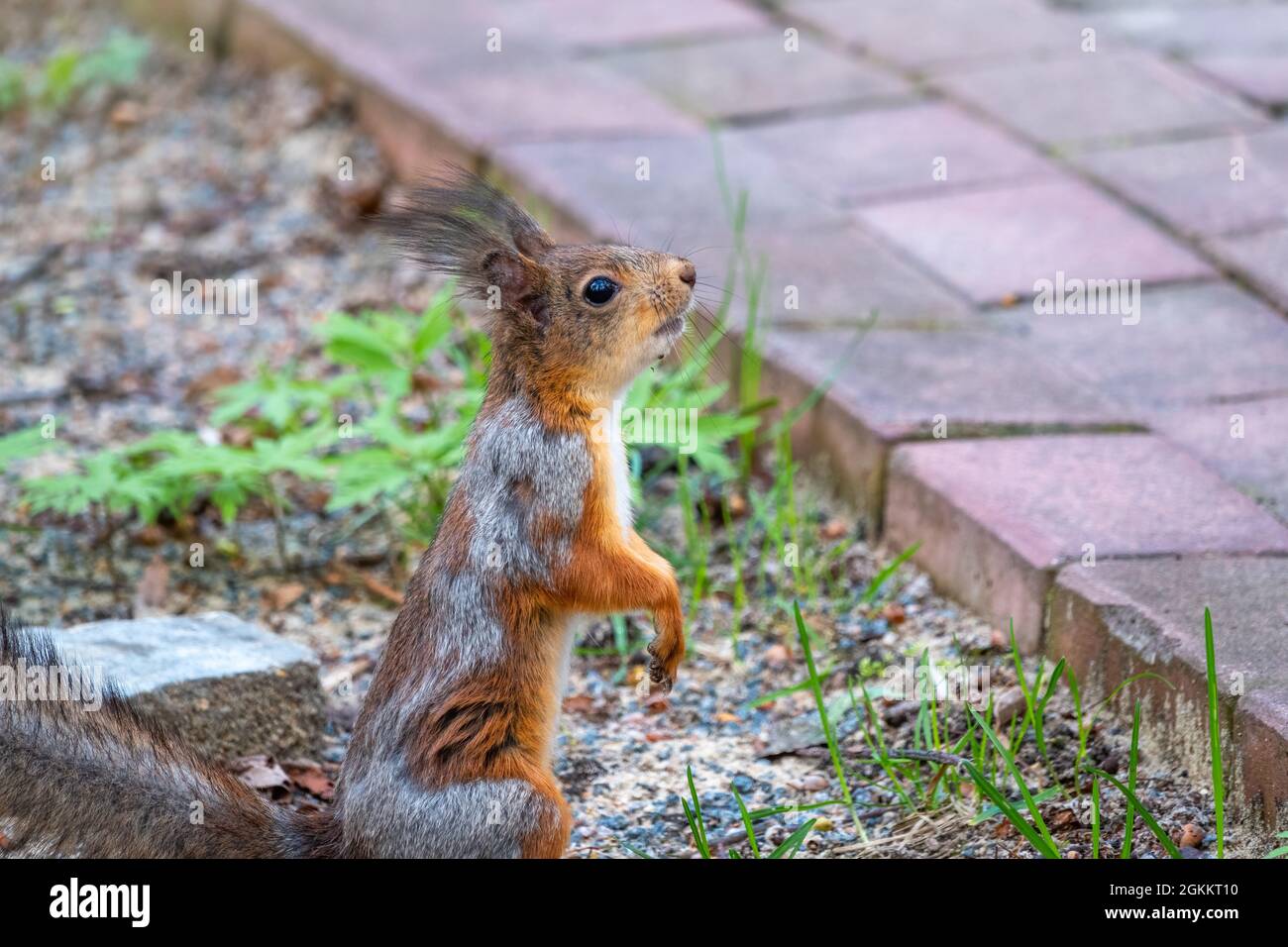 The squirrel stands on its hind legs on the footpath in the park ...