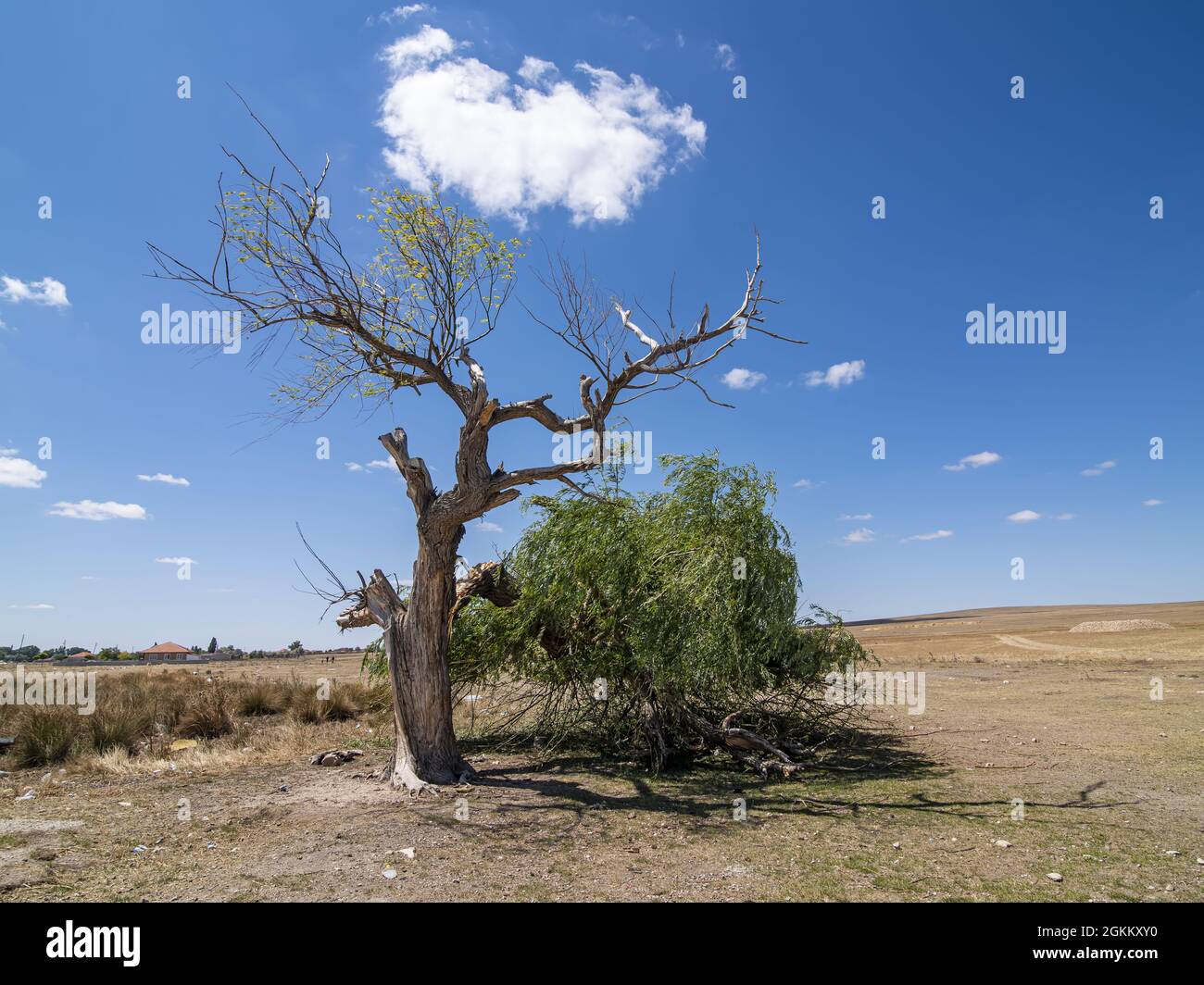 Tree withered as a result of global climate change, dry tree in a ...