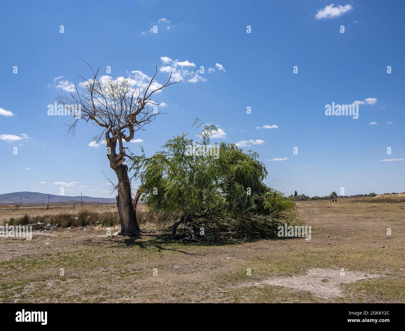 Tree withered as a result of global climate change, dry tree in a ...