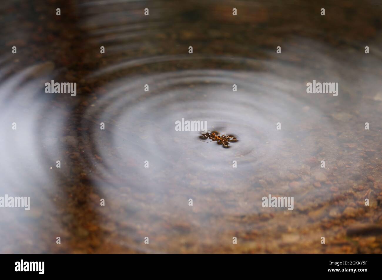 Ant swimming on water trying to save its life Stock Photo - Alamy