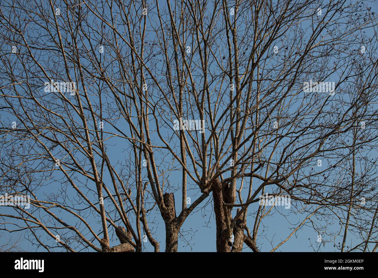 Leafless pruned tree branches hi-res stock photography and images - Alamy