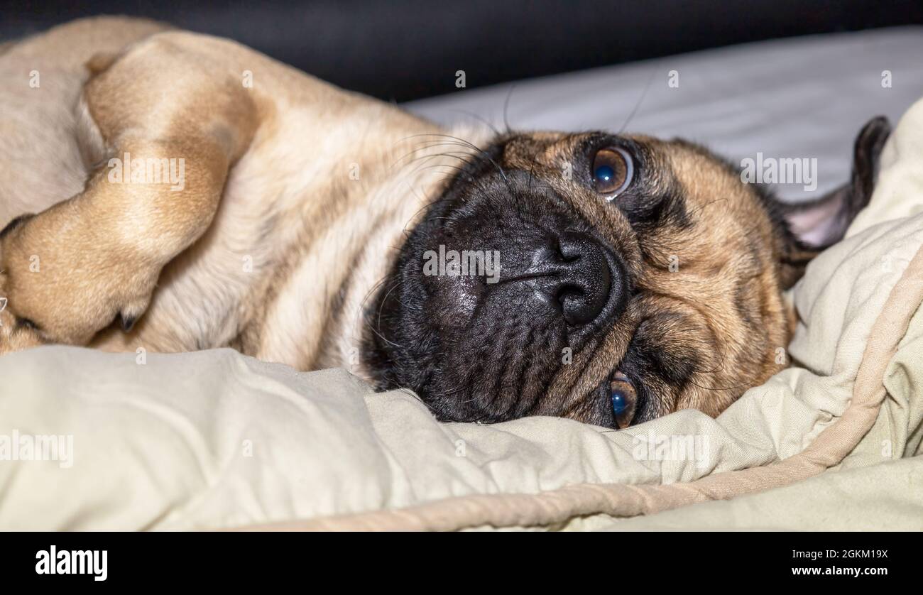 A cute face of a pug while lying resting on a bed Stock Photo - Alamy