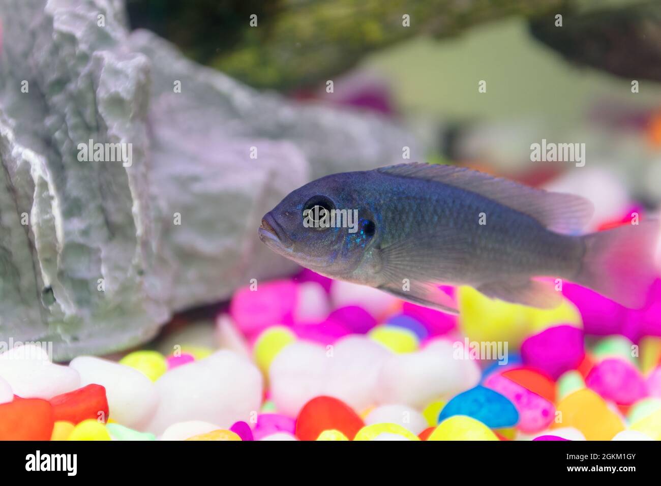 African cichlid aquarium hi-res stock photography and images - Alamy